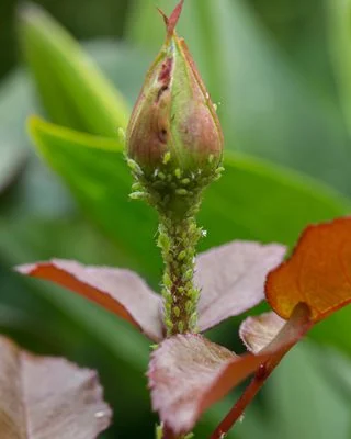 Rose Aphids: What They Are And How to Eliminate Them - Edition Time