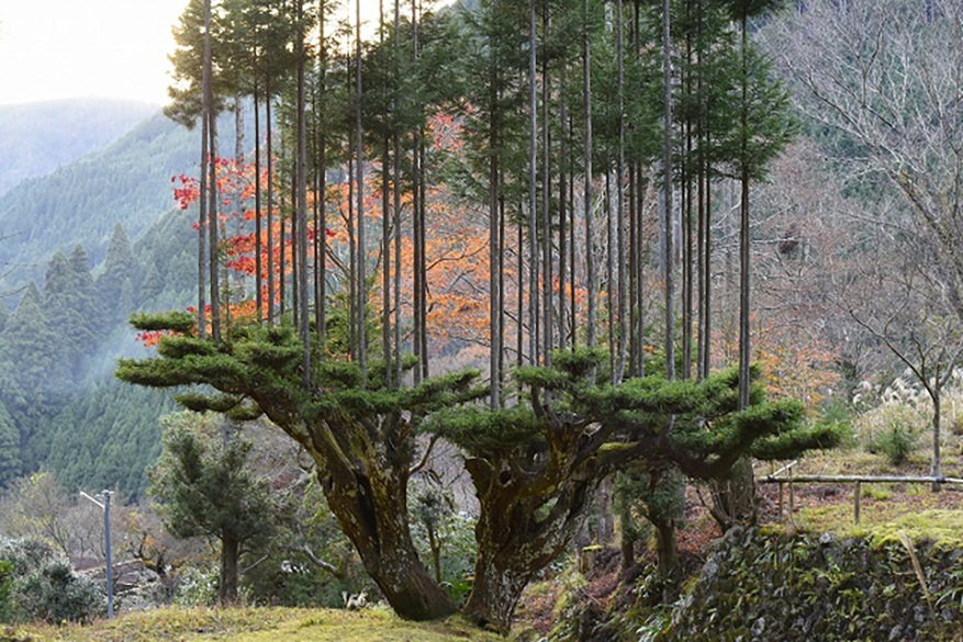 Japanese Trees: The Characteristics of an Extraordinary Forest Heritage ...