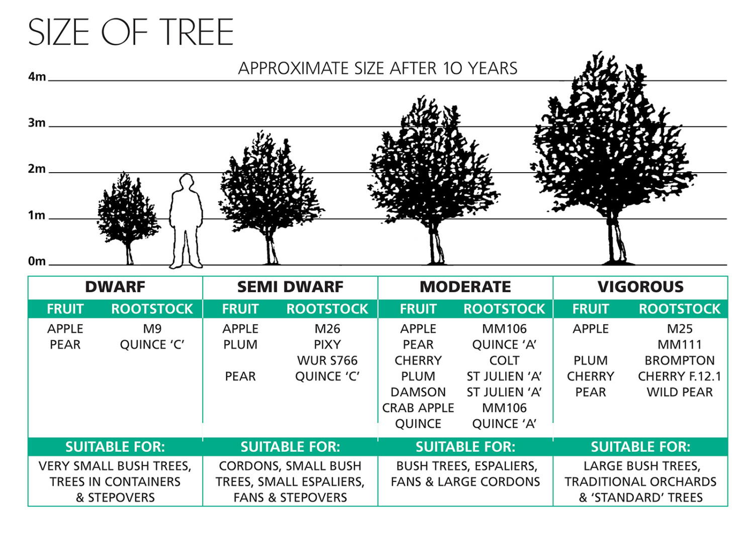Fruit Tree, Planting Instructions - Edition Time