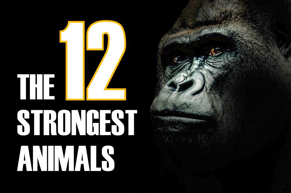 What is The Strongest Animal in The World? - Edition Time