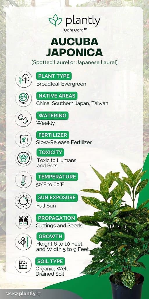 Aucuba: Characteristics, Cultivation And Diseases - Edition Time