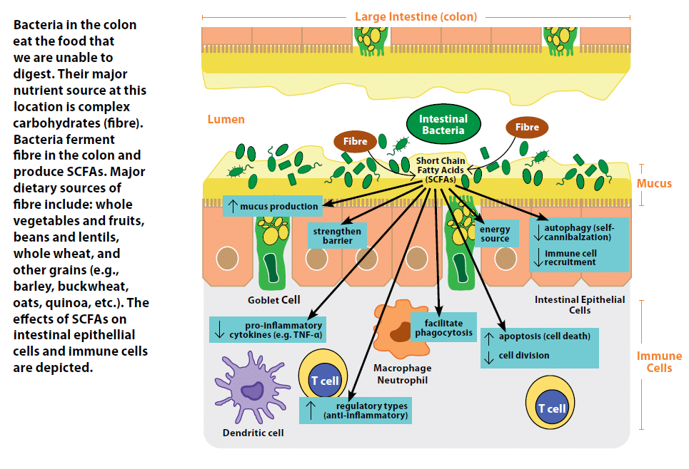 Bacteria in Food: What They Are And What They Are For - Edition Time