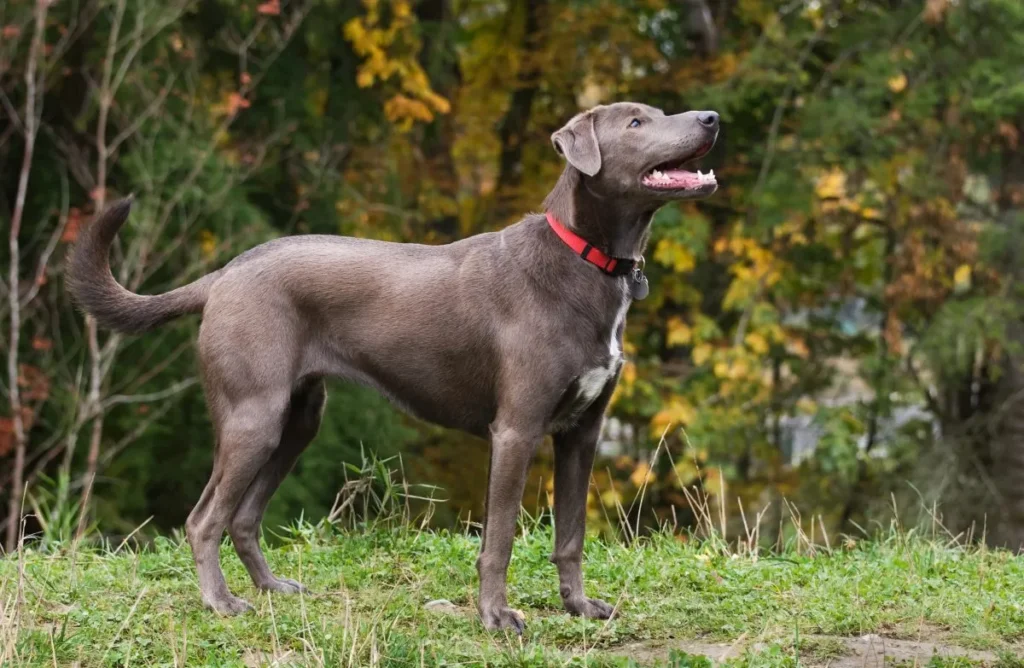Blue Lacy: Characteristics, Breeding And Prices - Edition Time