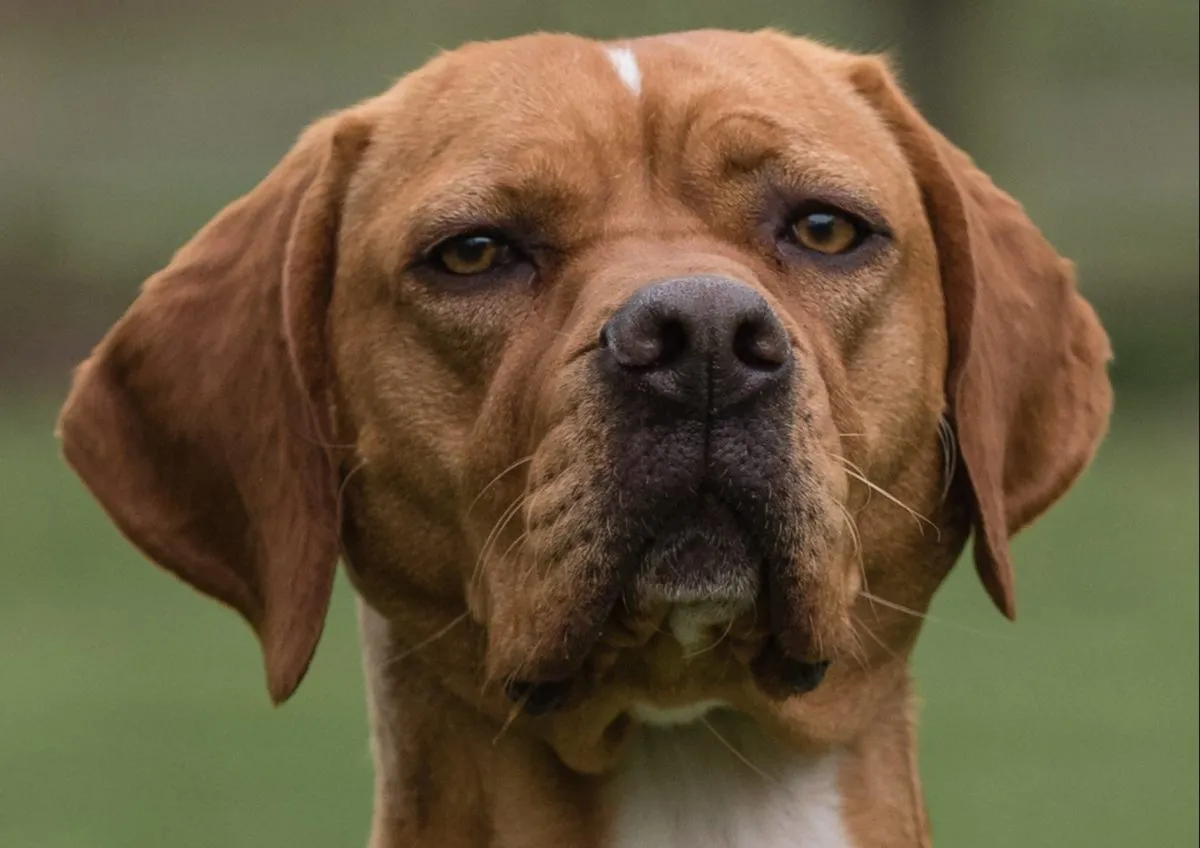 Portuguese Pointer: Character And Price - Edition Time