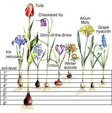 Flower Bulbs, The Guide - Edition Time