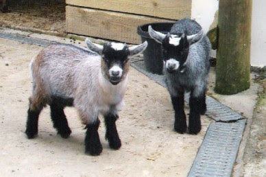 Pygmy Goat: Characteristics And Care - Edition Time