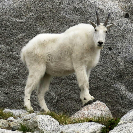Wild Goats: Characteristics And Habitat - Edition Time