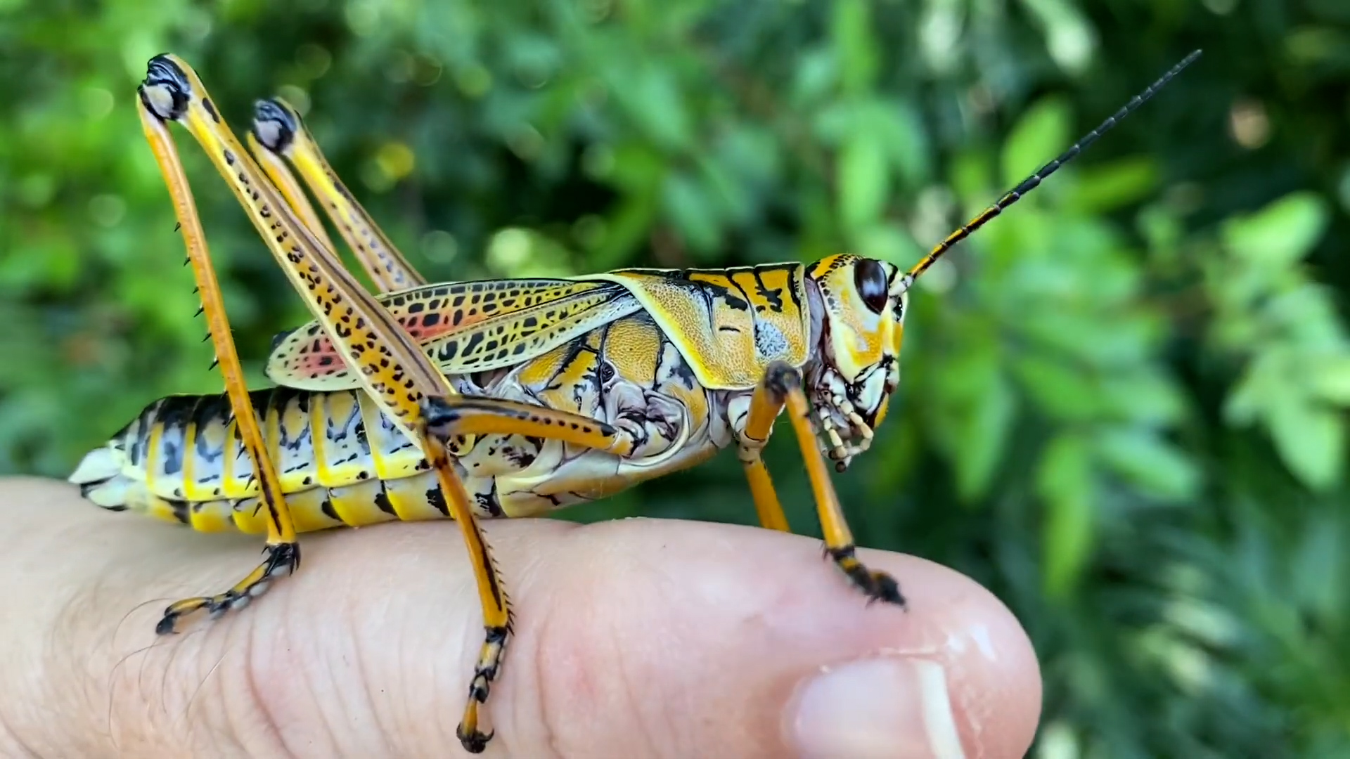 Giant Grasshopper, Locust - Edition Time