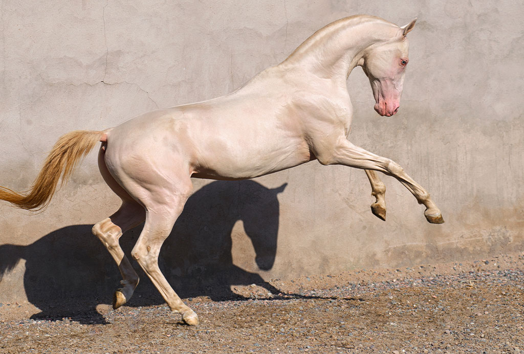 Akhal-teke Horse: Characteristics And Price - Edition Time