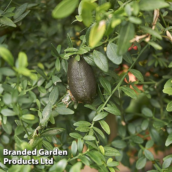 Vegetable Caviar: Plant And Price - Edition Time