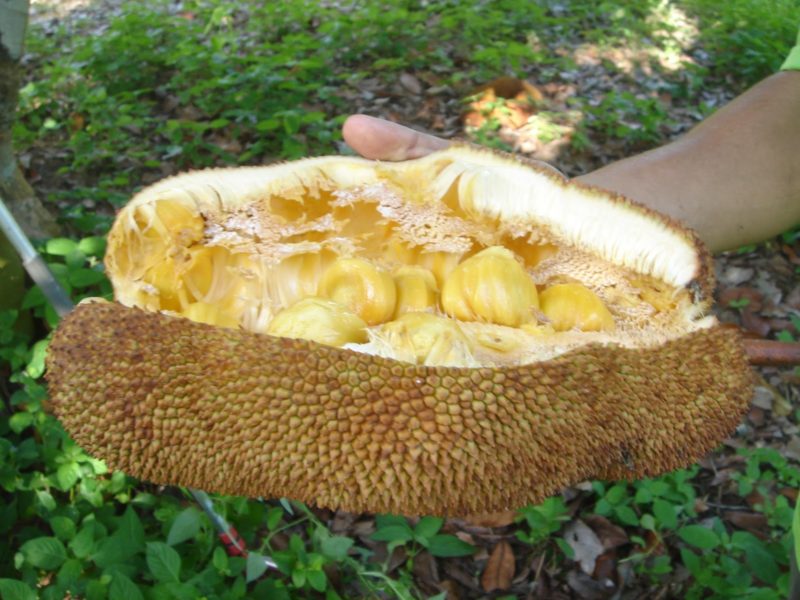 Cempedak: Fruit And Cultivation - Edition Time