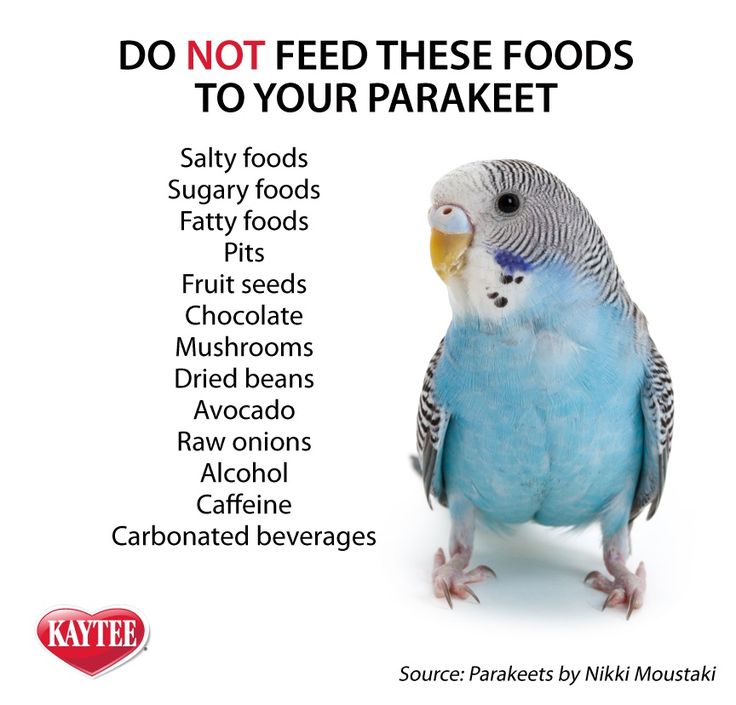 Foods For Parakeets: Which Ones to Use And Which Ones to Avoid ...