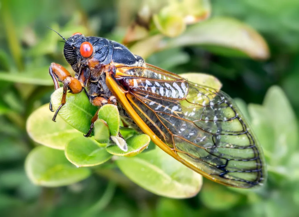 Cicada: Physical Characteristics And Sound of The Cicada - Edition Time