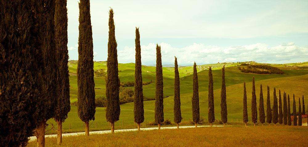 Tuscan Cypress - Edition Time
