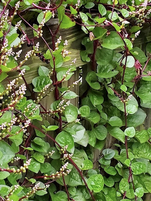 How to Grow Basella Rubra And Basella Alba - Edition Time