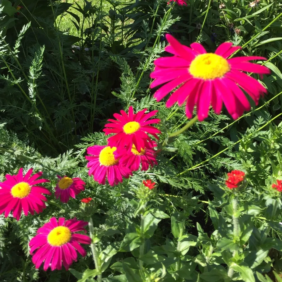 Grow Pyrethrum, The Complete Guide - Edition Time