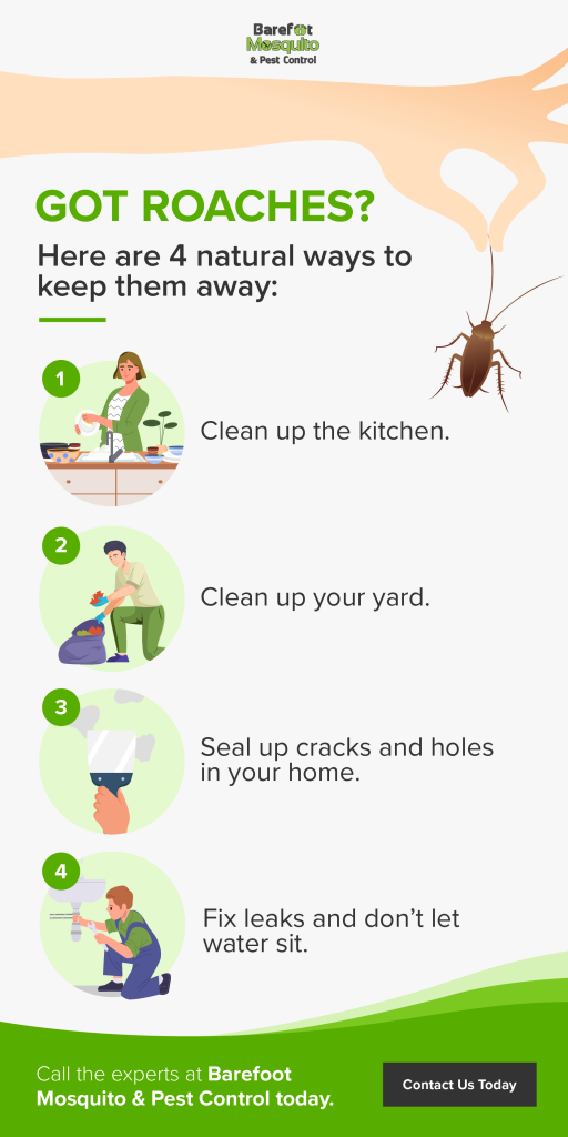 How to Keep Cockroaches Away - Edition Time