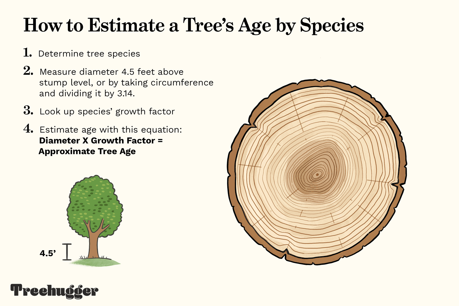 How to Calculate The Age of a Tree - Edition Time