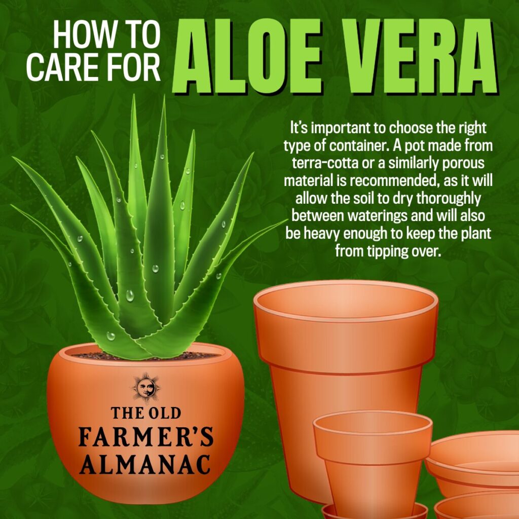 How to Grow Aloe Vera - Edition Time