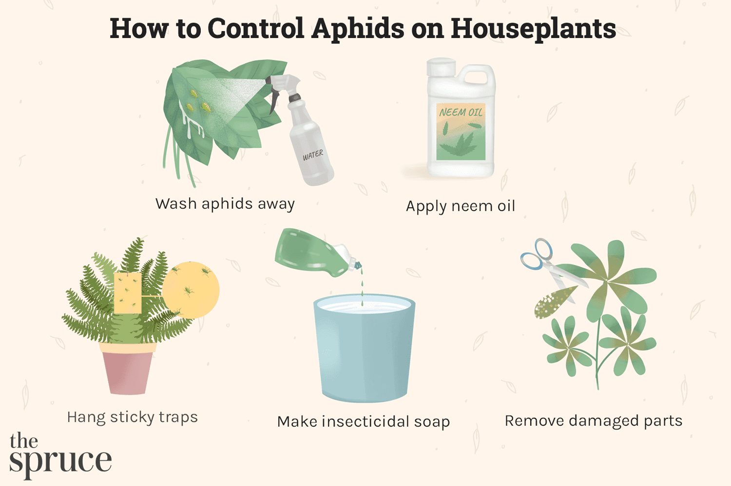 How to Eliminate Aphids, Natural Remedies - Edition Time