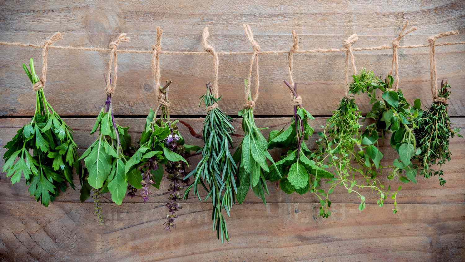How to Dry Plants - Edition Time