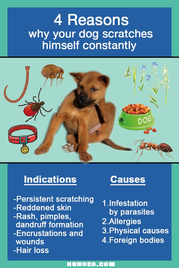 What to do When Your Dog Scratches - Edition Time