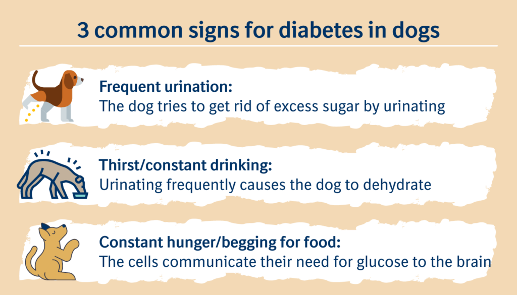 Diabetes Dogs: Symptoms And Treatments - Edition Time