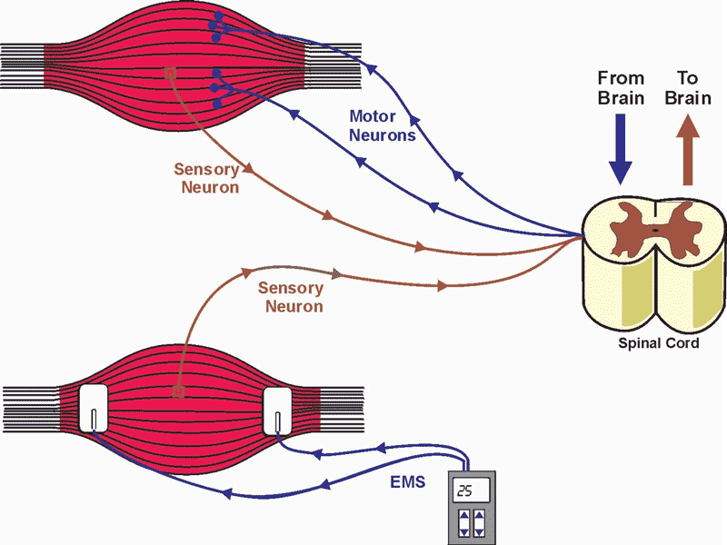 Muscle Electrostimulator: How it Works And Opinions - Edition Time