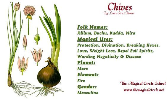 Chives: Properties And Uses - Edition Time