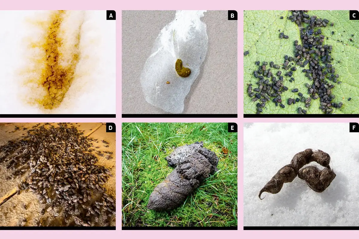 Animal Excrement, What They Tell us - Edition Time