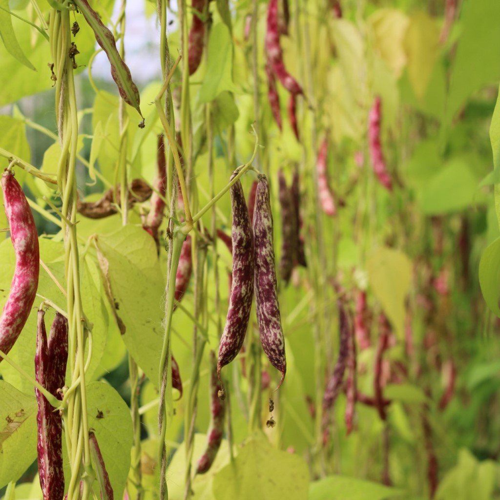 Borlotto Bean: Cultivation And Varieties - Edition Time