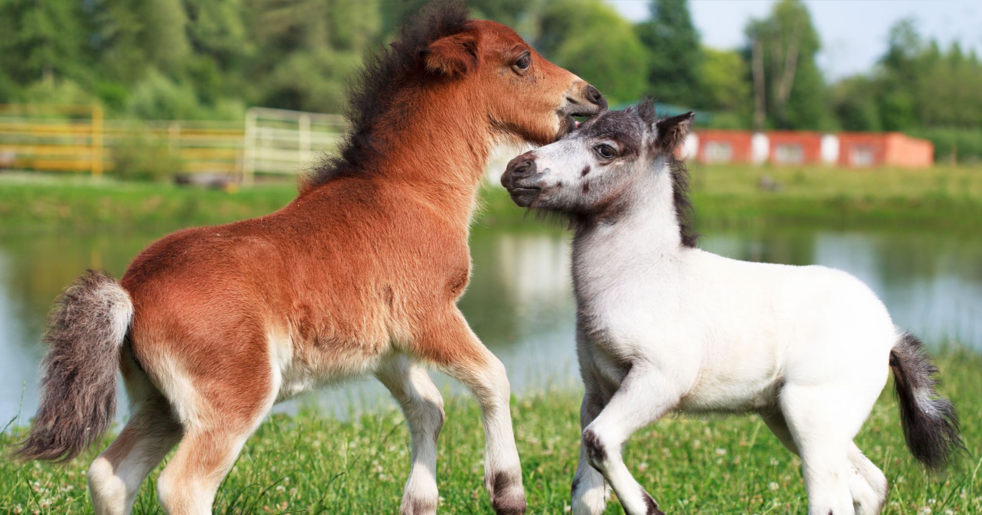 Falabella: Miniature Horse - Edition Time