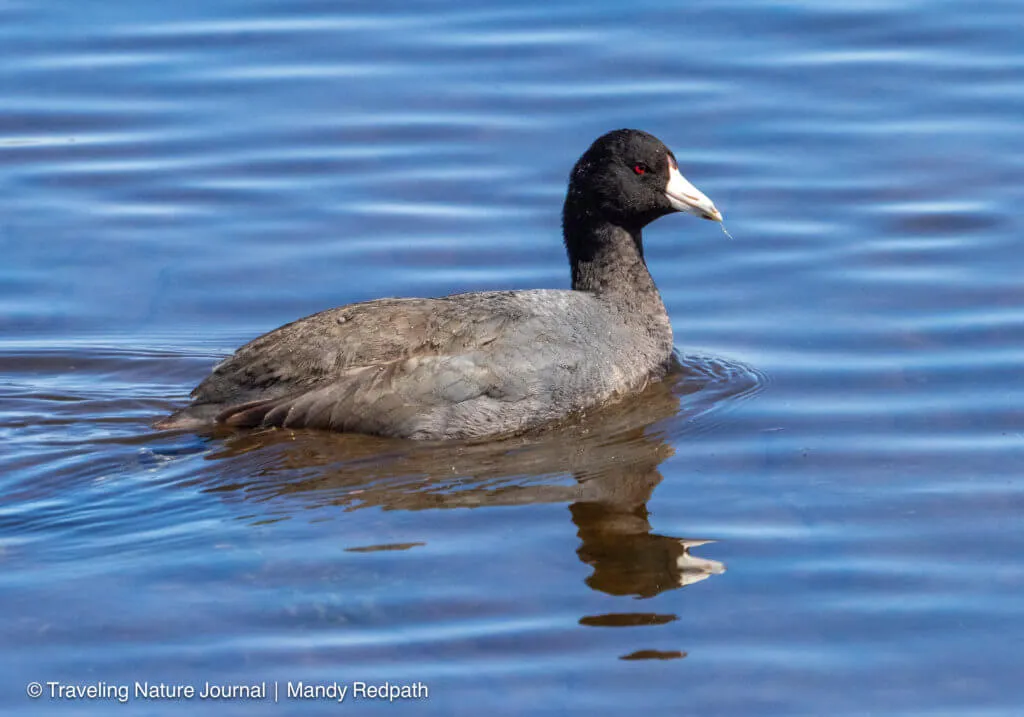 Coot: Characteristics And Images - Edition Time
