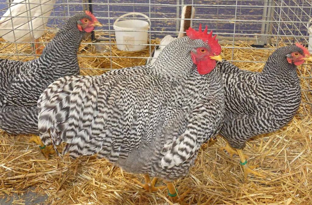 Amrock Hen: Characteristics, Breeding And Prices - Edition Time