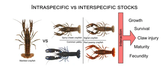 Crayfish: Varieties, Characteristics And Protection - Edition Time