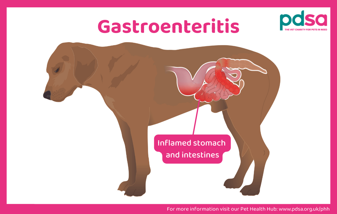 Gastroenteritis in Dogs: Symptoms, Causes And Treatment - Edition Time
