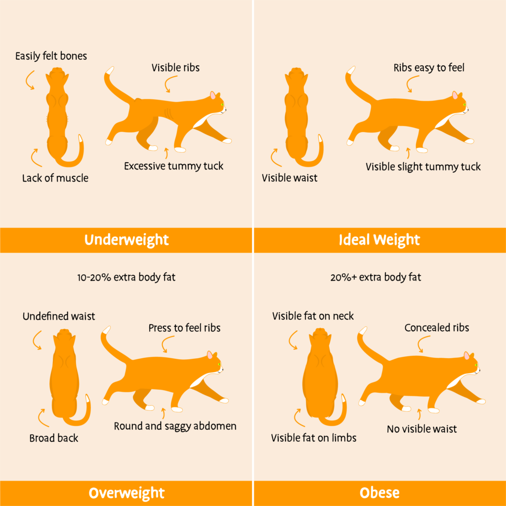 Obese Cat: What to do - Edition Time