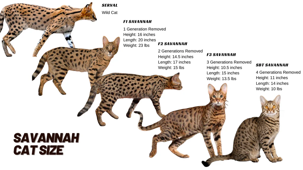 Serval Cat: Characteristics And Price - Edition Time