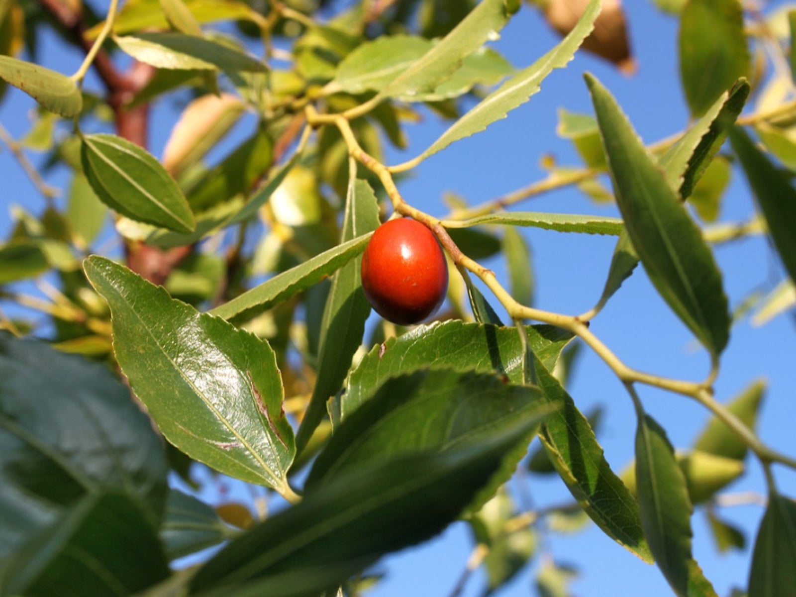 Jujube: Plant And Care - Edition Time