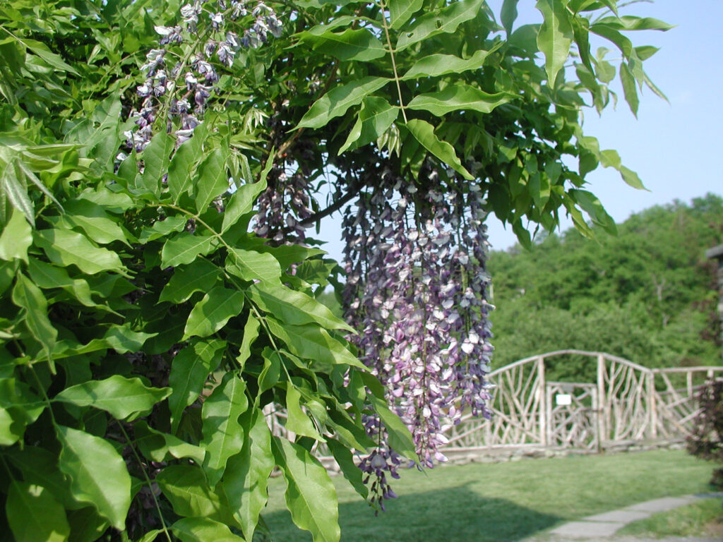 Wisteria Not Blooming
