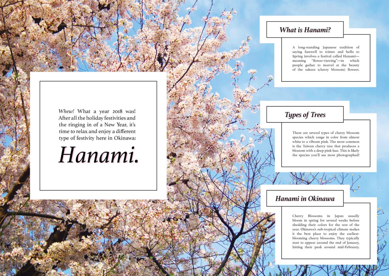 Hanami: What it is And What Its Meanings Are - Edition Time