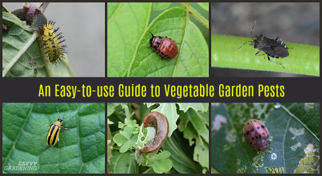 Pollinating Insects in The Vegetable Garden And in The Garden - Edition ...