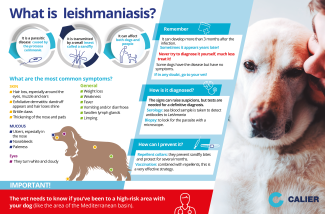 Canine Leishmaniasis Initial Symptoms And Diagnosis - Edition Time