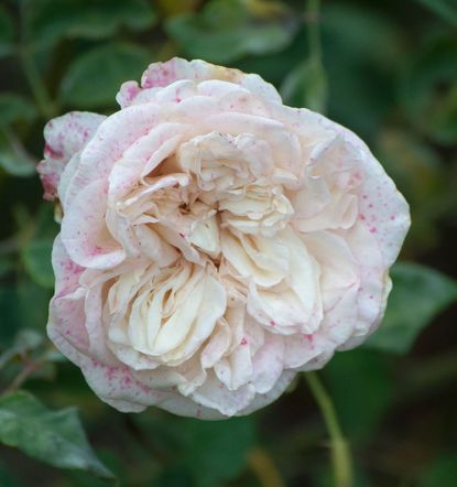 White Sore of Roses, Prevention And Treatment - Edition Time