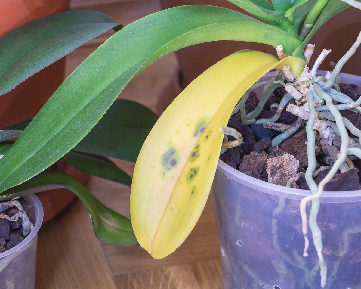 Orchid Diseases, What They Are And What You Can do - Edition Time
