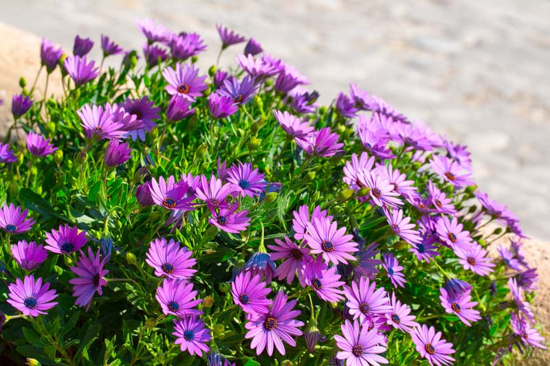 African Daisy: Varieties And How to Grow it - Edition Time
