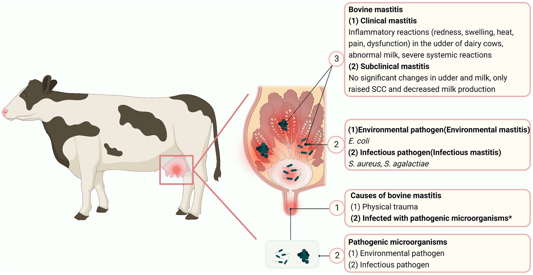 Bovine Mastitis, Diagnosis And Symptoms - Edition Time