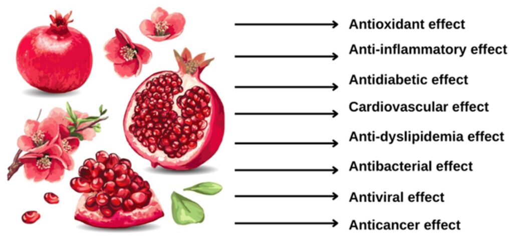 Pomegranate, Beneficial Effects And Nutritional Properties - Edition Time