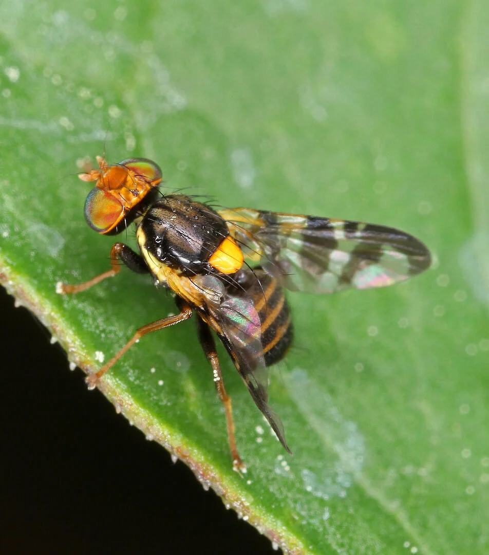 Cherry Fly: Defense, Treatments And Remedies - Edition Time