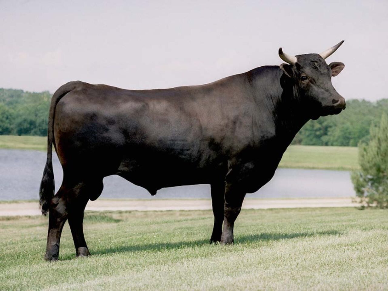 Japanese Kobe Cow - Edition Time